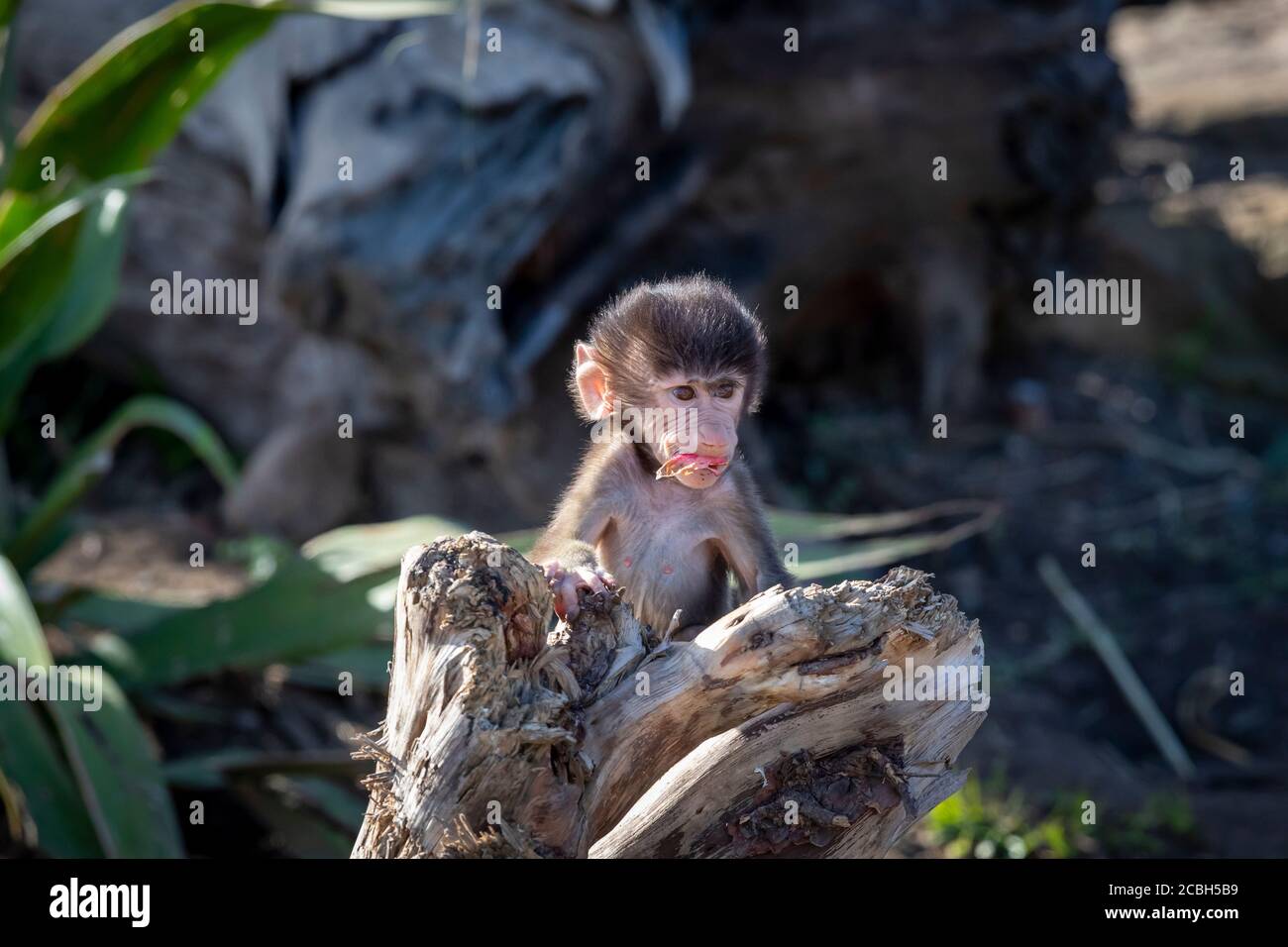 A baby Hamadryas Baboon playing outside on a fallen tree branch Stock ...