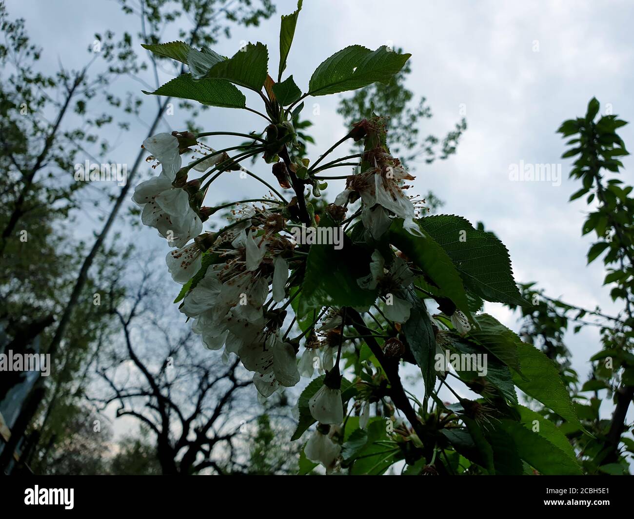 Spring Buds flowers new fruits tree branches greenery and green beauty ...