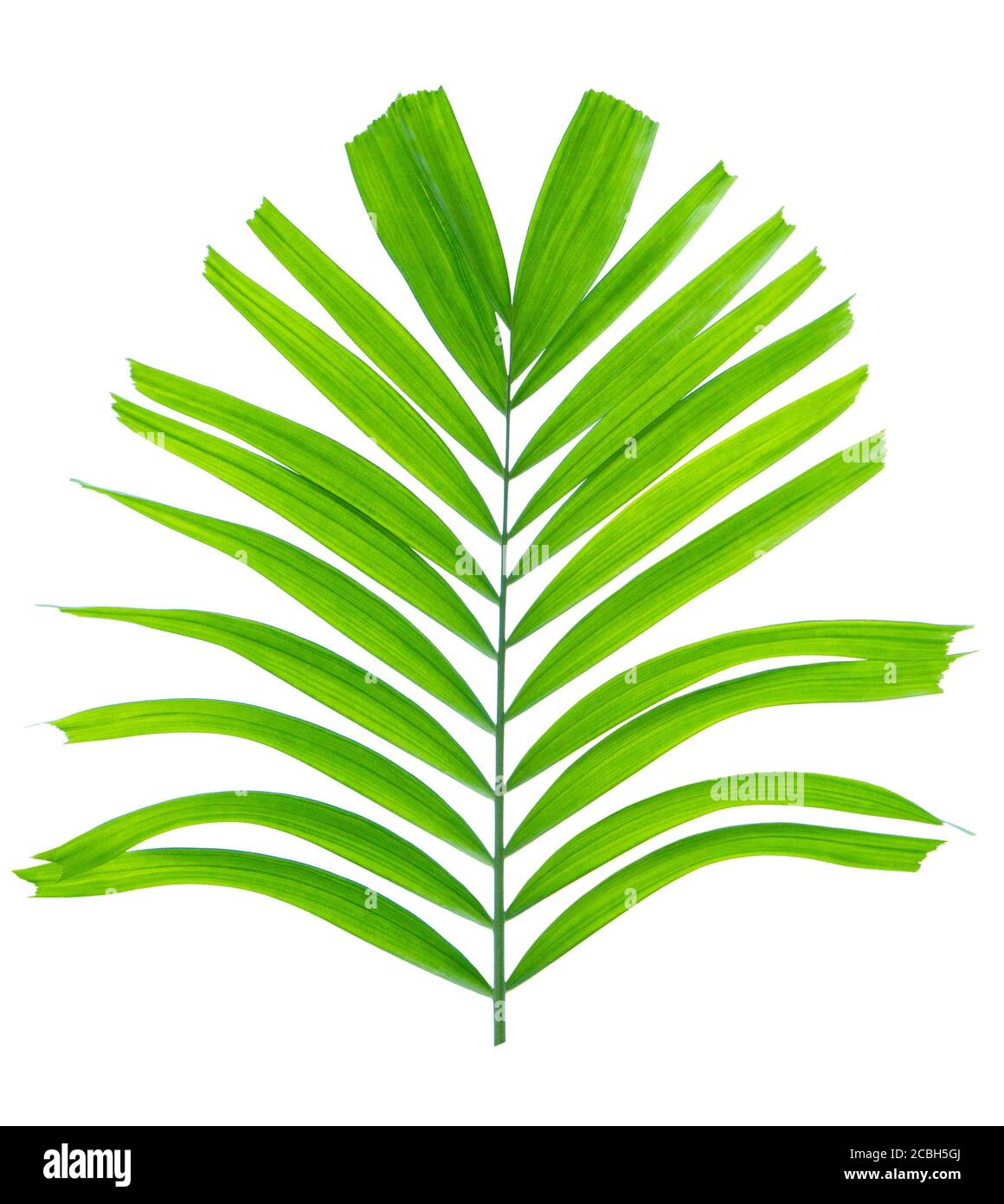 Green plam leaf isolated on white background Stock Photo - Alamy