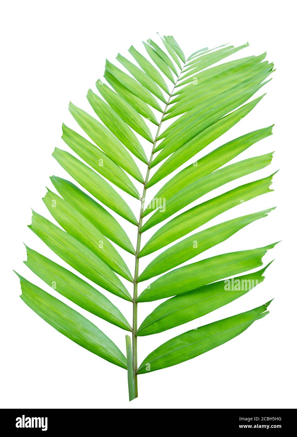Green plam leaf isolated on white background Stock Photo - Alamy