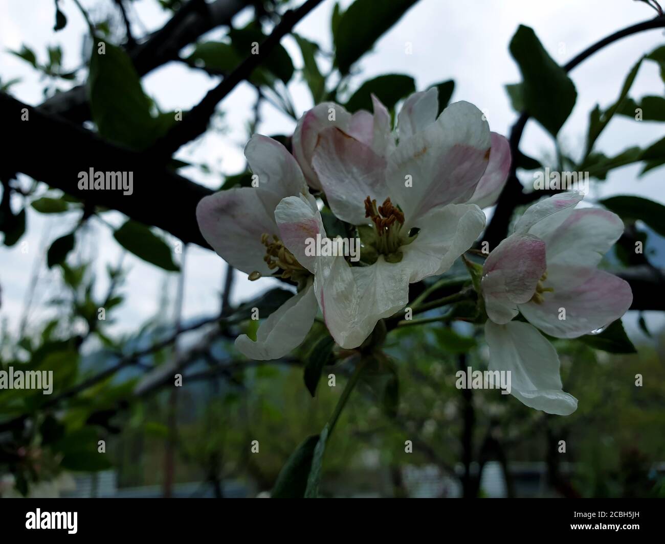 Spring Buds flowers new fruits tree branches greenery and green beauty ...