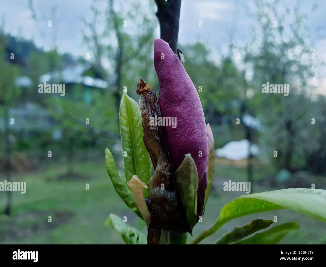 Spring Buds flowers new fruits tree branches greenery and green beauty ...