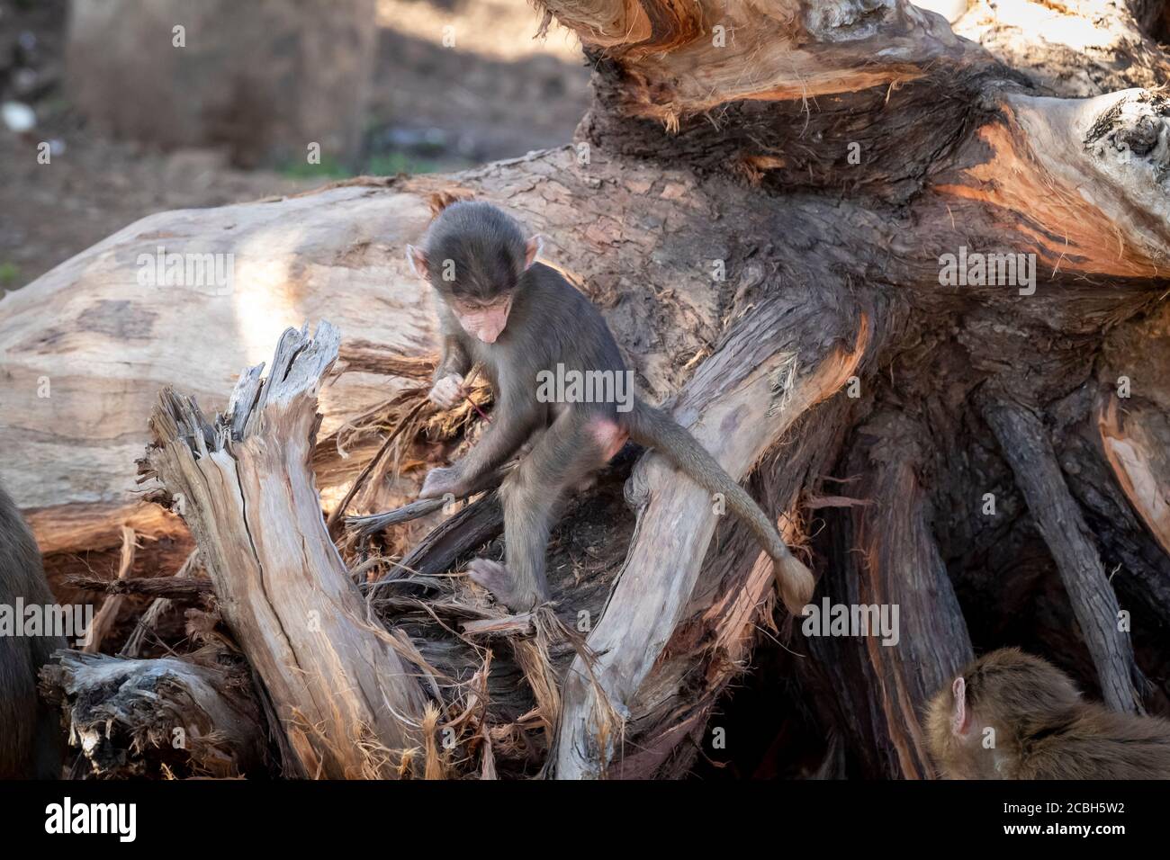 A baby Hamadryas Baboon playing outside on a fallen tree branch Stock ...