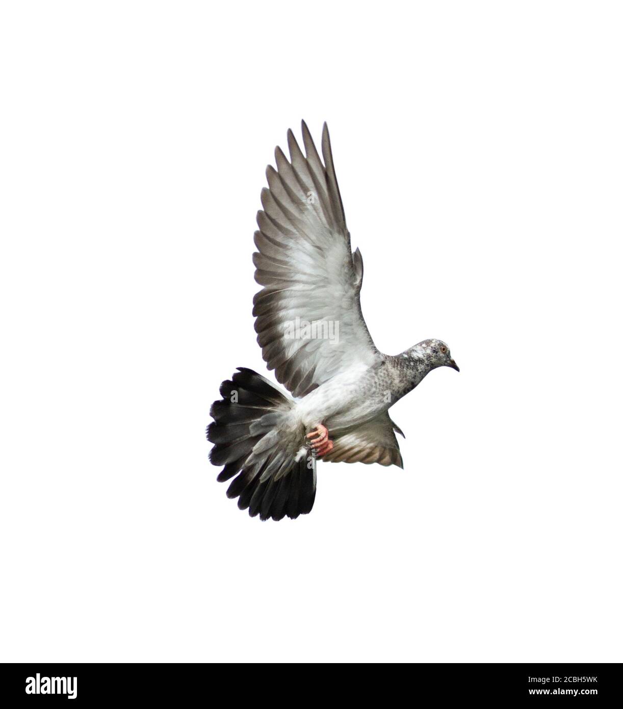 Pigeon flying isolated on white background Stock Photo - Alamy