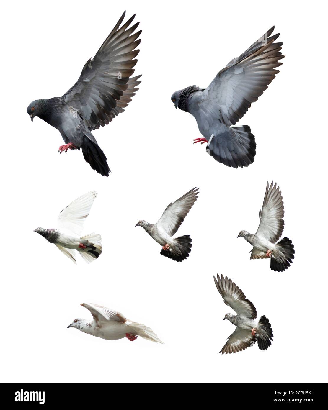 Pigeon flying isolated on white background Stock Photo - Alamy
