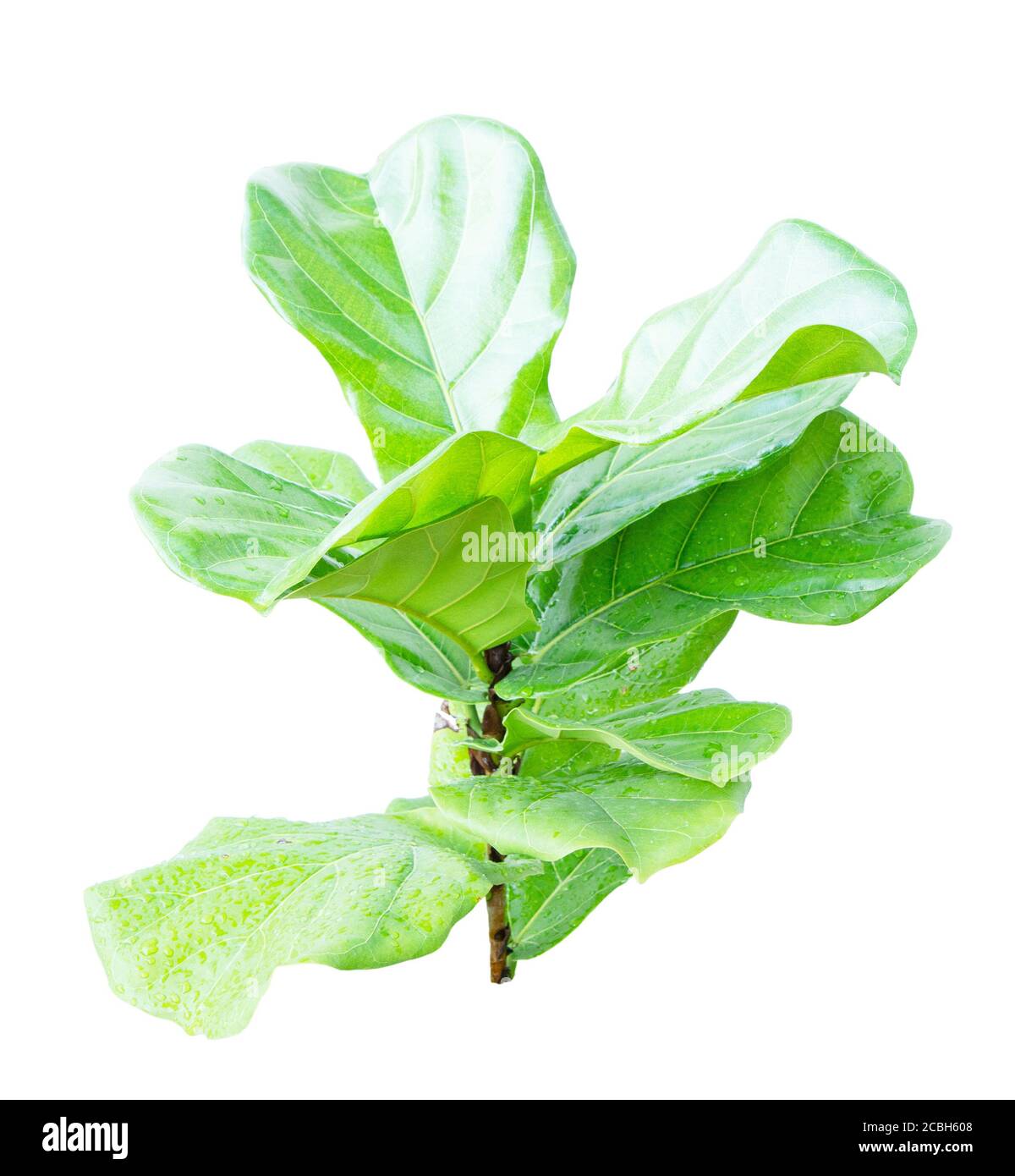 Ficus lyrate leaf isolated on white background Stock Photo - Alamy