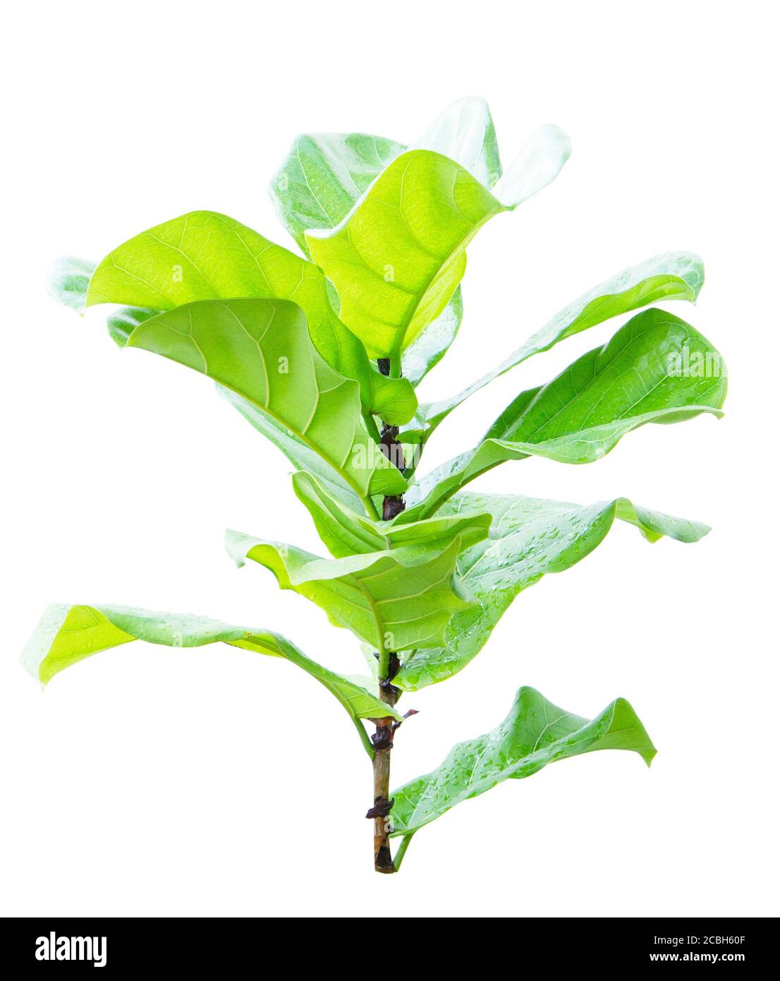 Lyrate leaves hi-res stock photography and images - Alamy