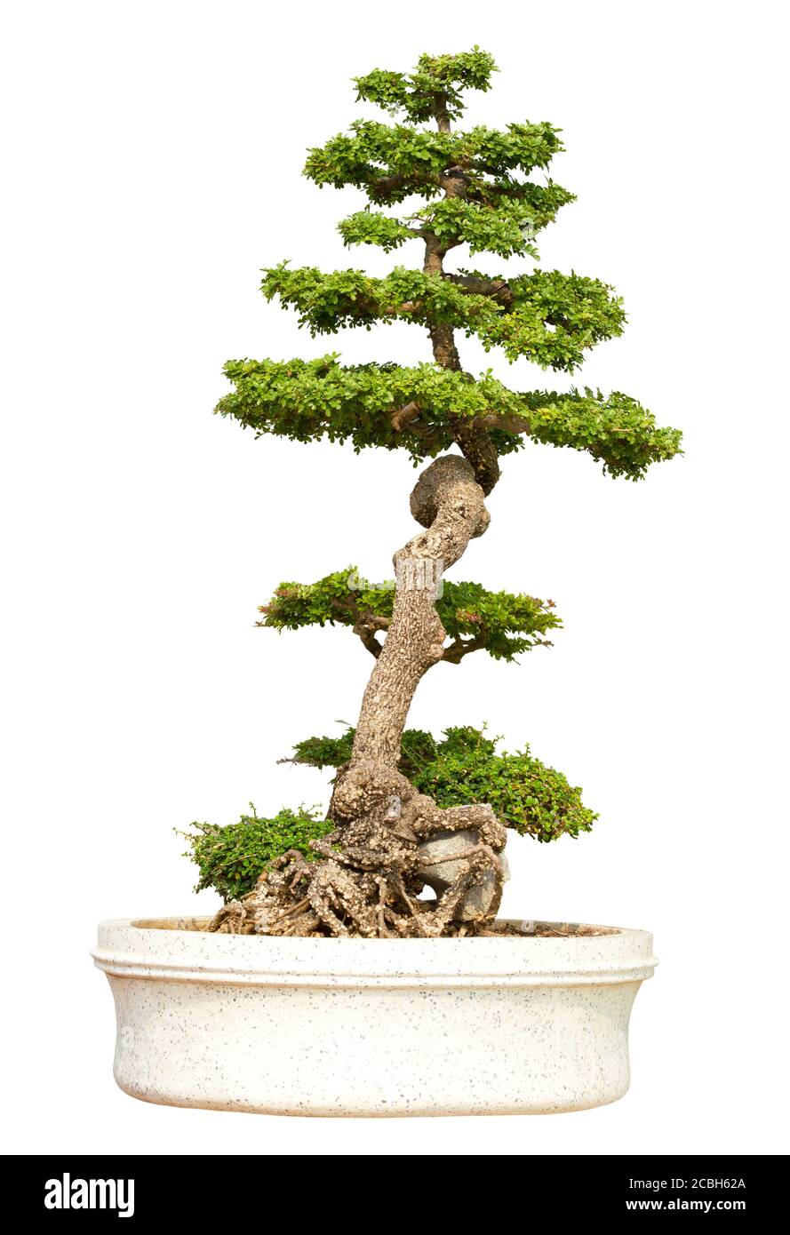 Bonsai tree in pot isolated on white background Stock Photo - Alamy