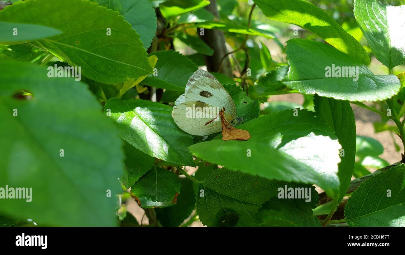 Spring Buds flowers new fruits tree branches greenery and green beauty ...