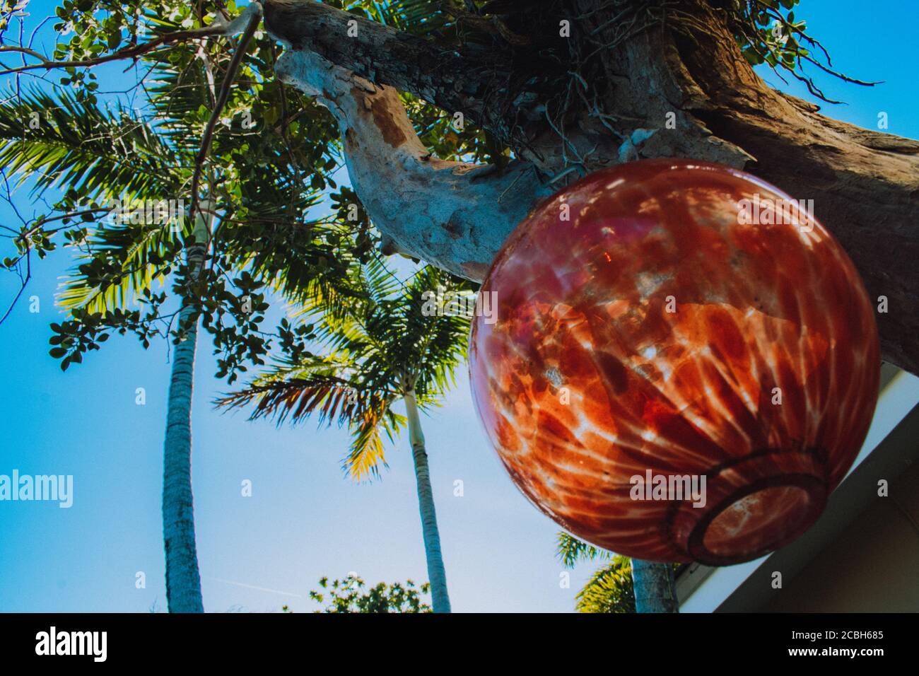 Palm frond hanging hi-res stock photography and images - Alamy