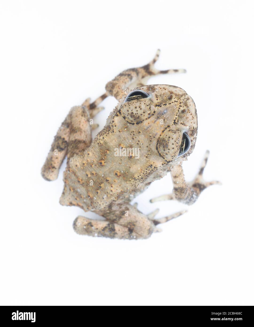 Young toad isolated on white background Stock Photo - Alamy