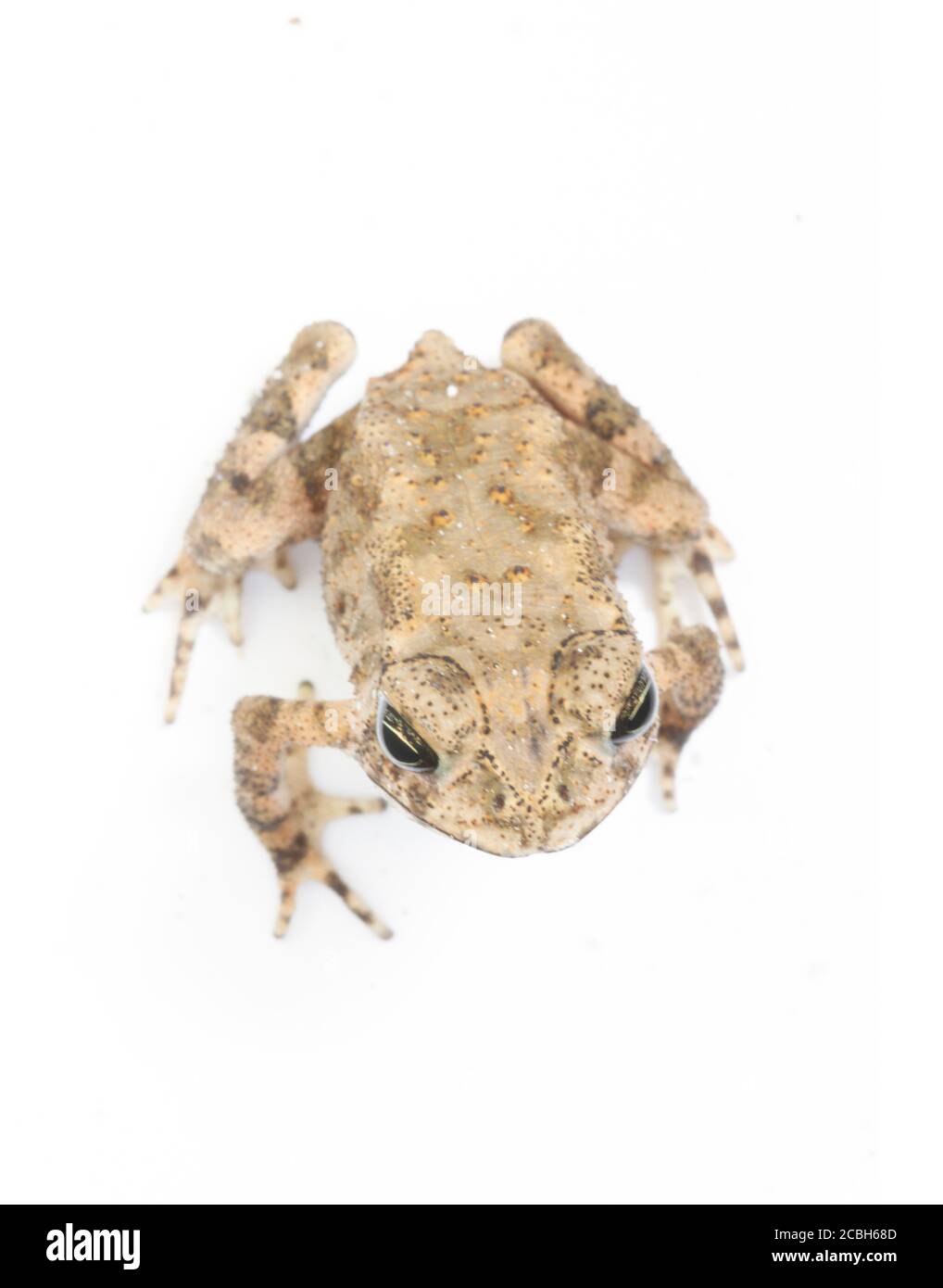 Young toad isolated on white background Stock Photo - Alamy