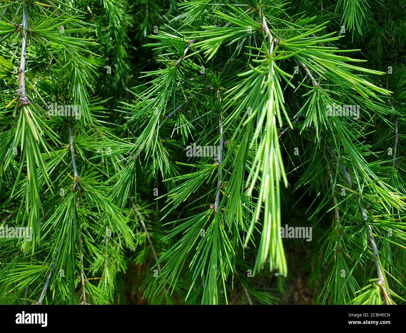 Spring Buds flowers new fruits tree branches greenery and green beauty ...