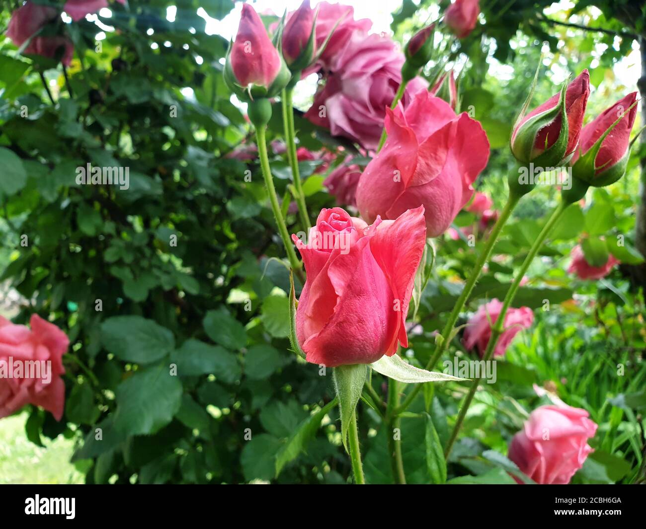 Spring Buds flowers new fruits tree branches greenery and green beauty ...