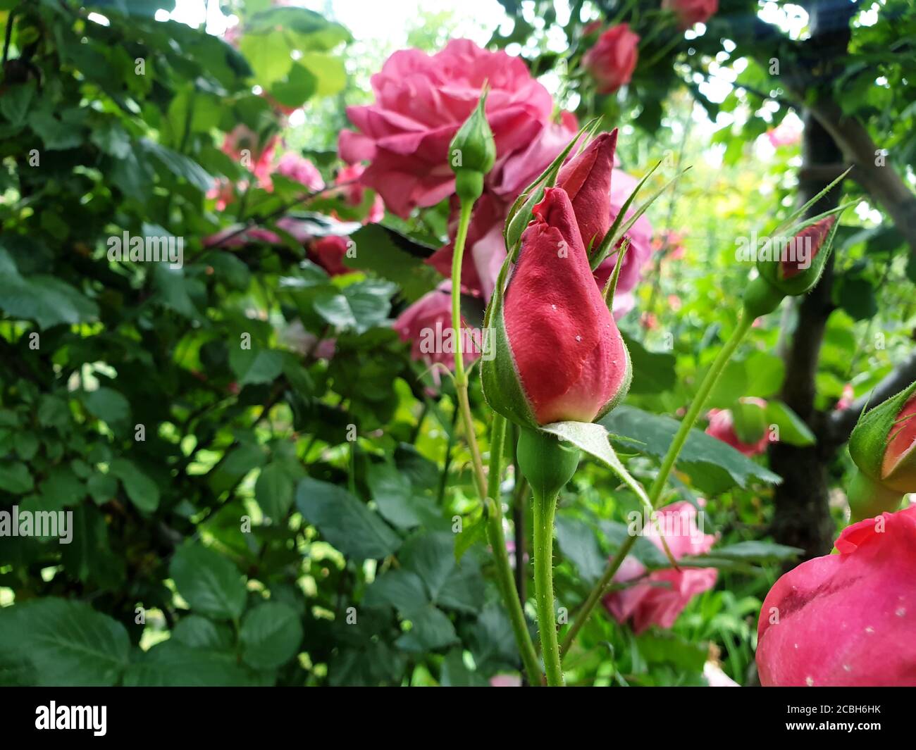 Spring Buds flowers new fruits tree branches greenery and green beauty ...