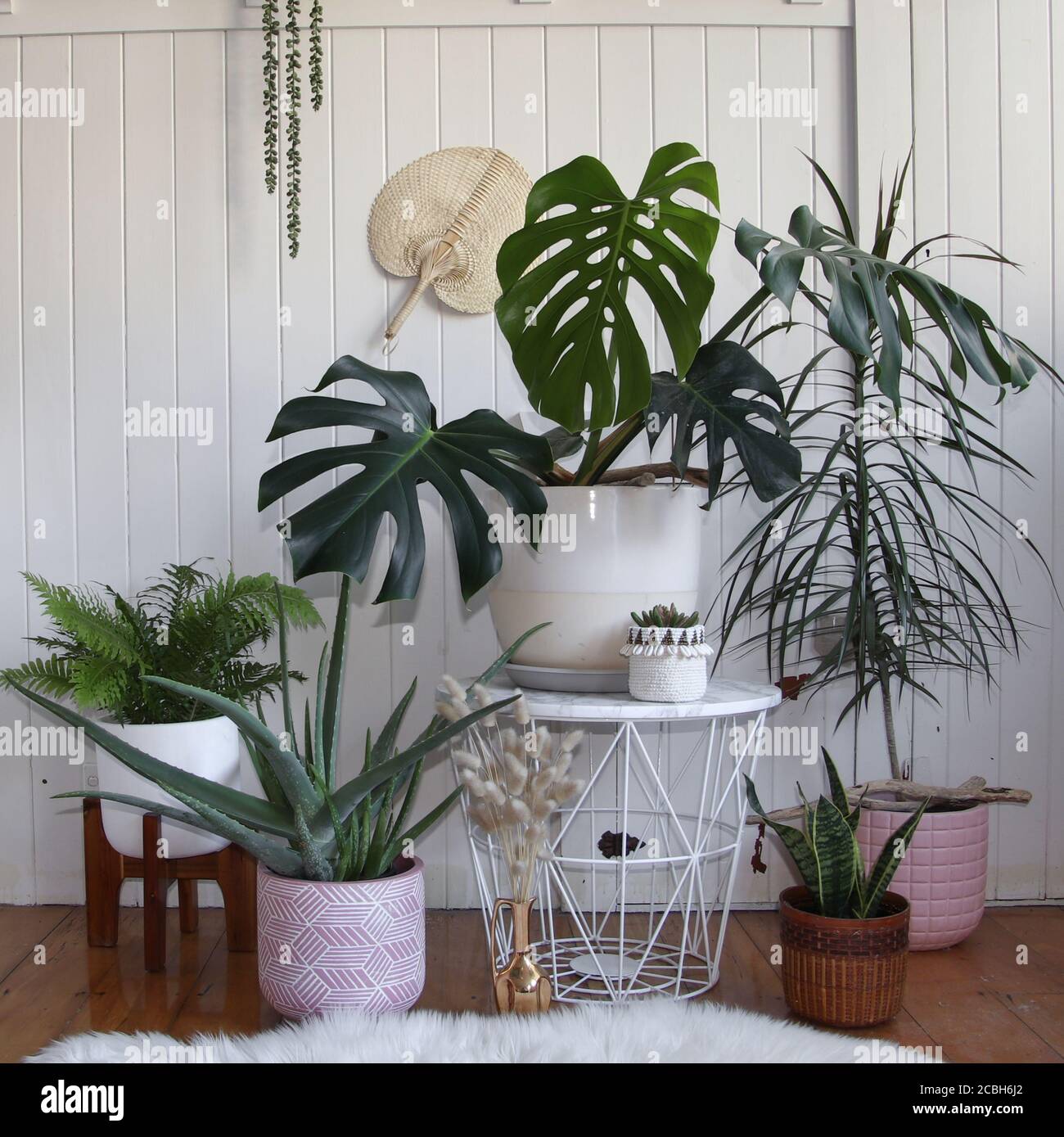 House plants hi-res stock photography and images - Alamy