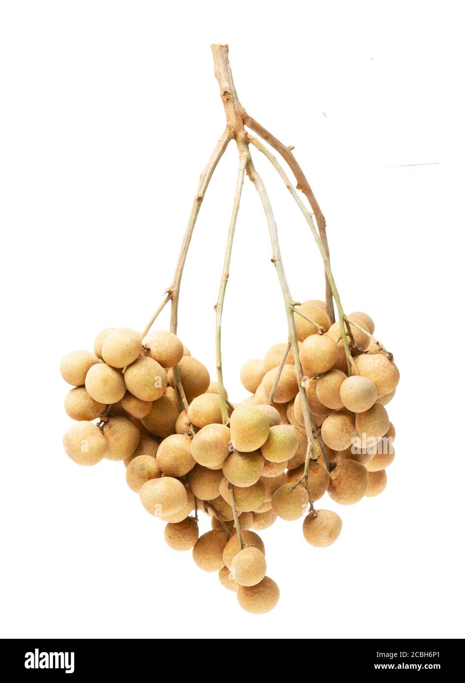Longan fresh dimocarpus bunch hi-res stock photography and images - Alamy