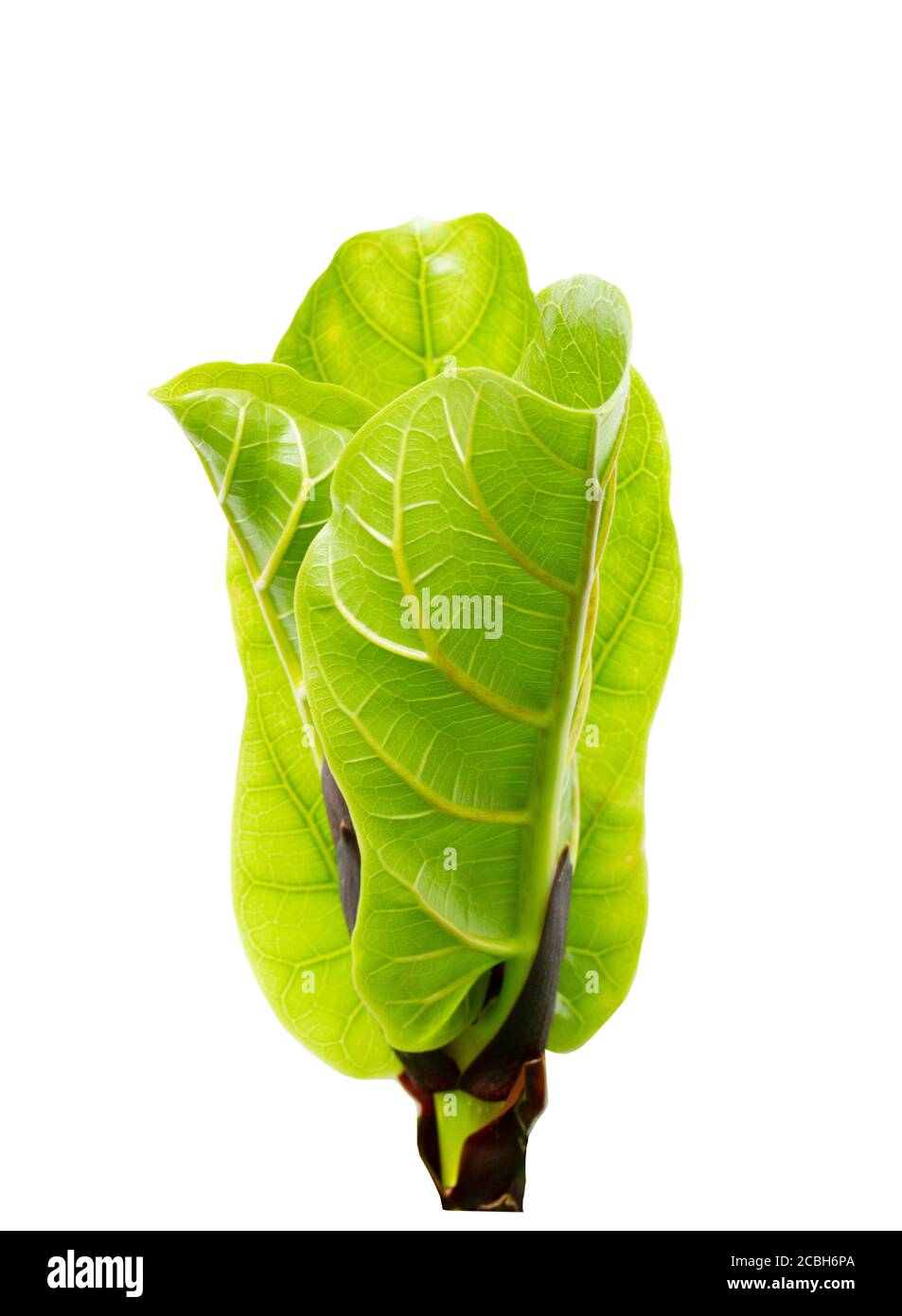 Young ficus lyrate leaf isolated on white background Stock Photo - Alamy