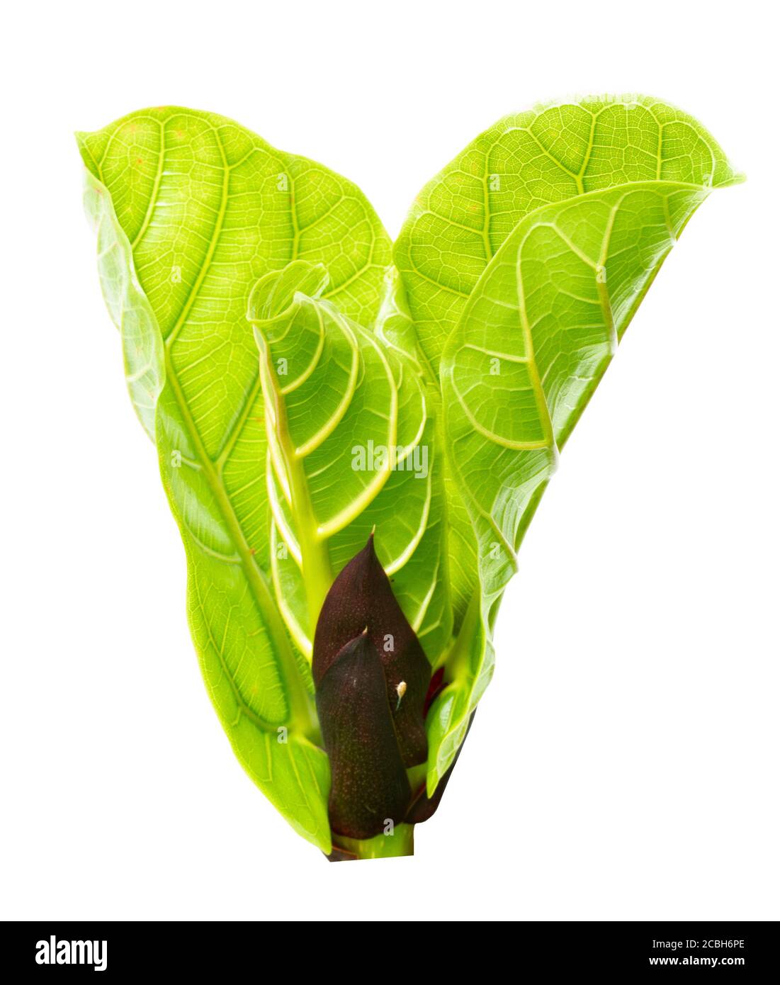 Young ficus lyrate leaf isolated on white background Stock Photo - Alamy