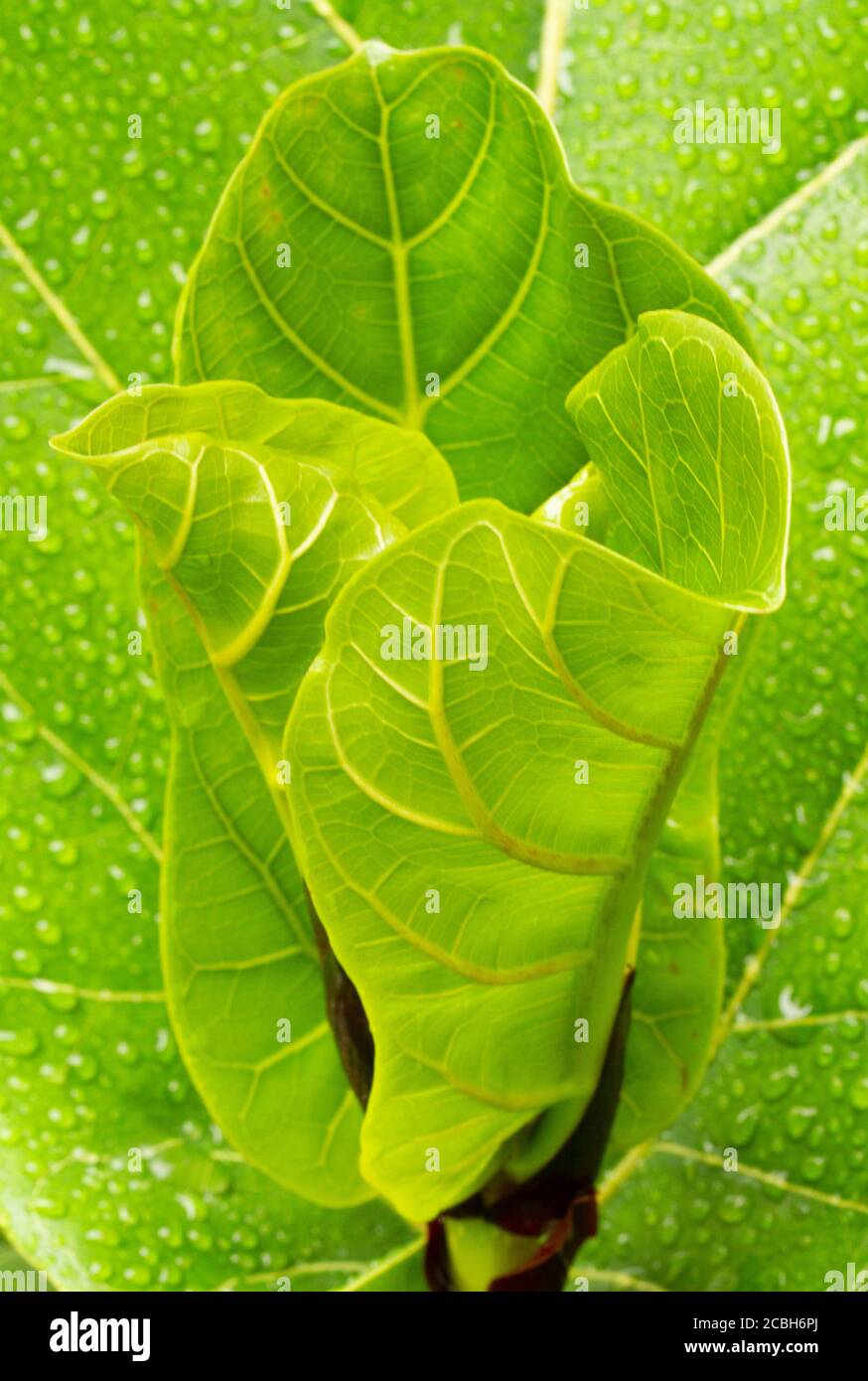 Young ficus lyrate leaf with drops of water Stock Photo - Alamy