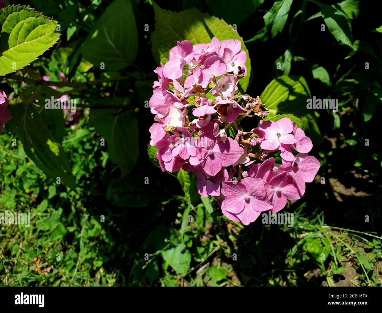Spring Buds flowers new fruits tree branches greenery and green beauty ...