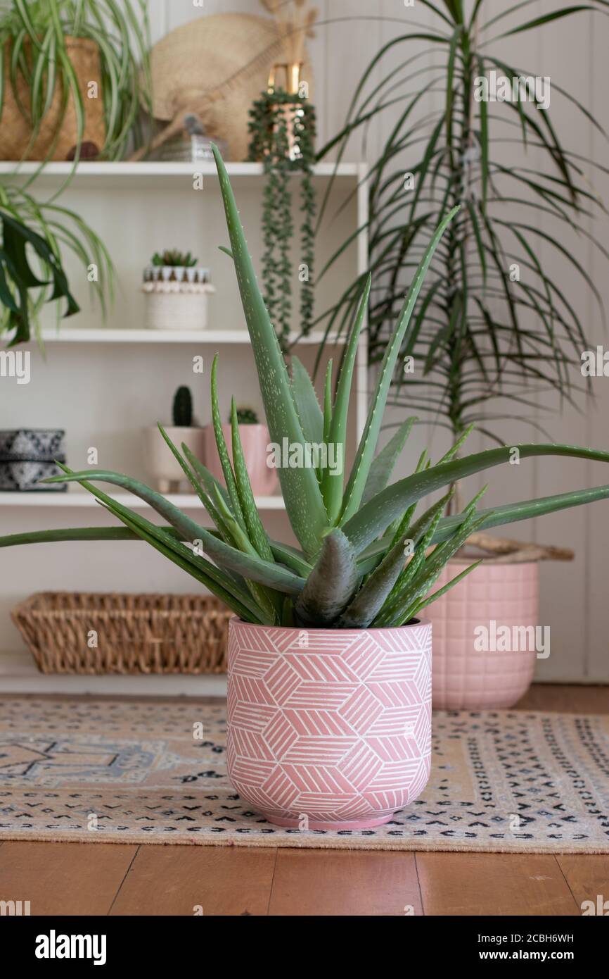 Pink house plants in hi-res stock photography and images - Alamy