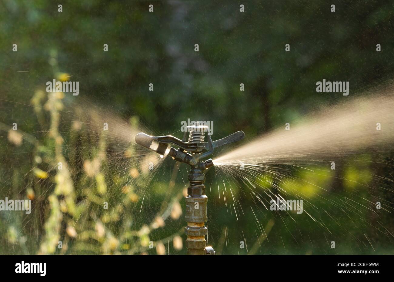 Sprinkler spraying water. Irrigation system Stock Photo - Alamy