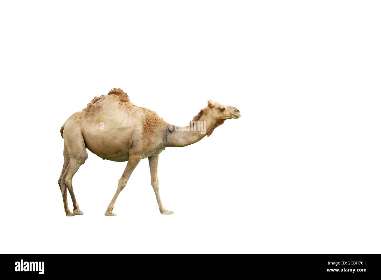 Camel isolated on white background Stock Photo - Alamy