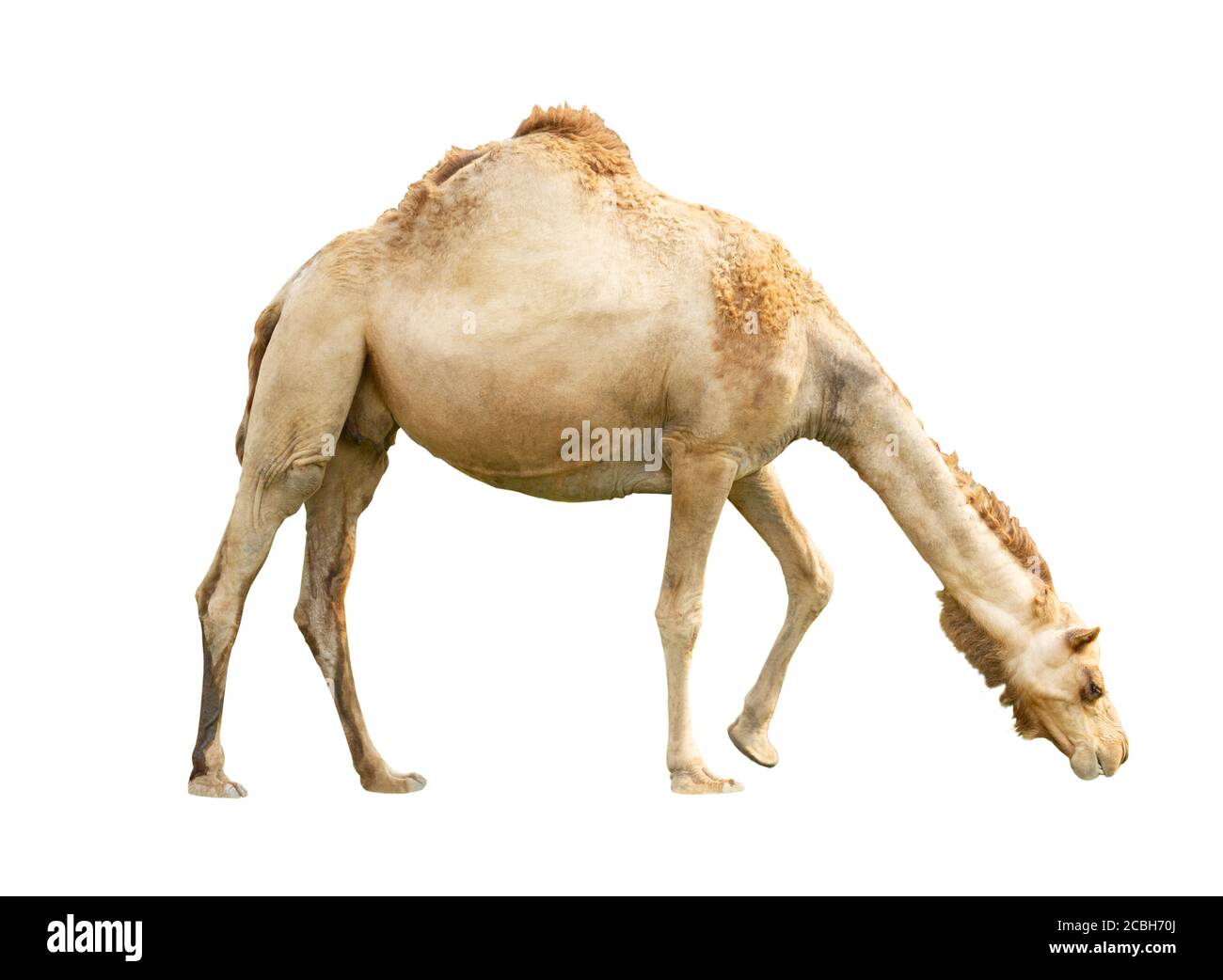 Camel isolated on white background Stock Photo - Alamy
