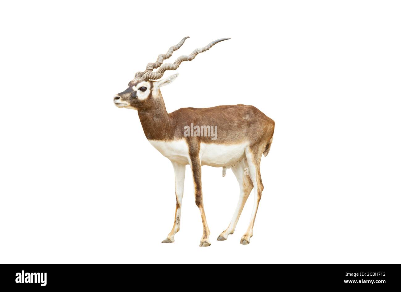 Blackbuck isolated on white background Stock Photo - Alamy