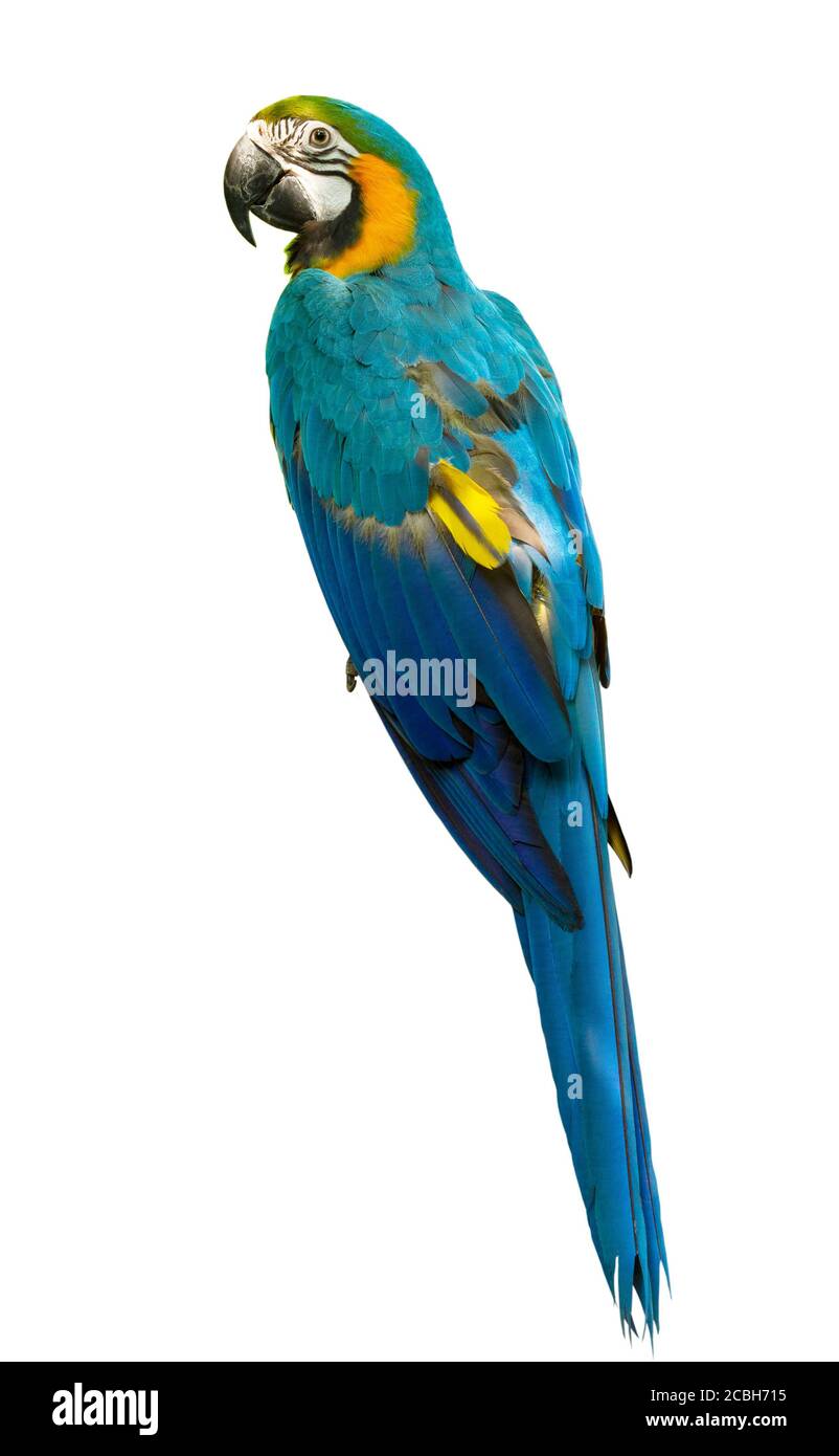 Macaw isolated on white background Stock Photo - Alamy