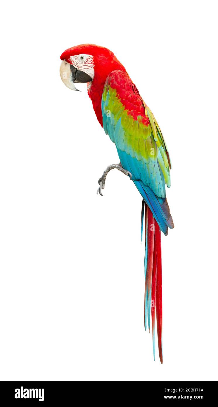 Macaw isolated on white background Stock Photo - Alamy