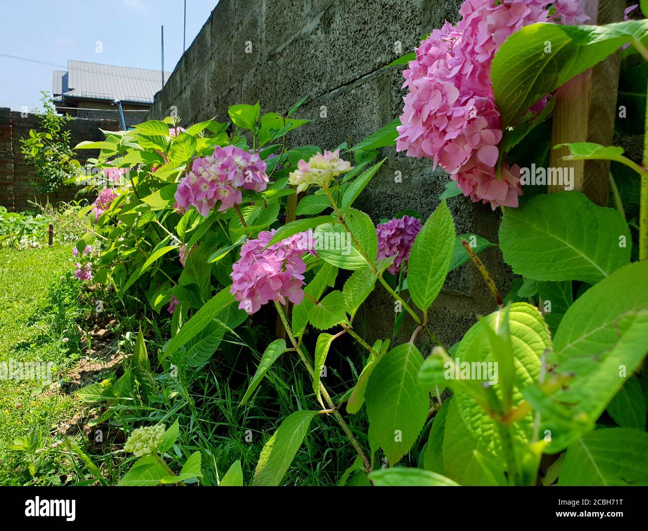 Spring Buds flowers new fruits tree branches greenery and green beauty ...