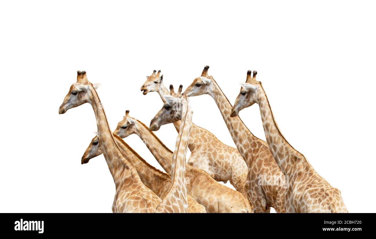 Group of giraffe isolated on white background Stock Photo - Alamy