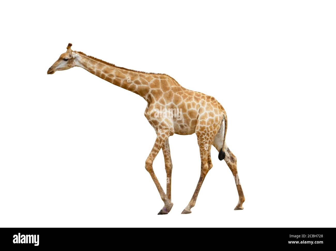 Giraffe isolated on white background Stock Photo - Alamy