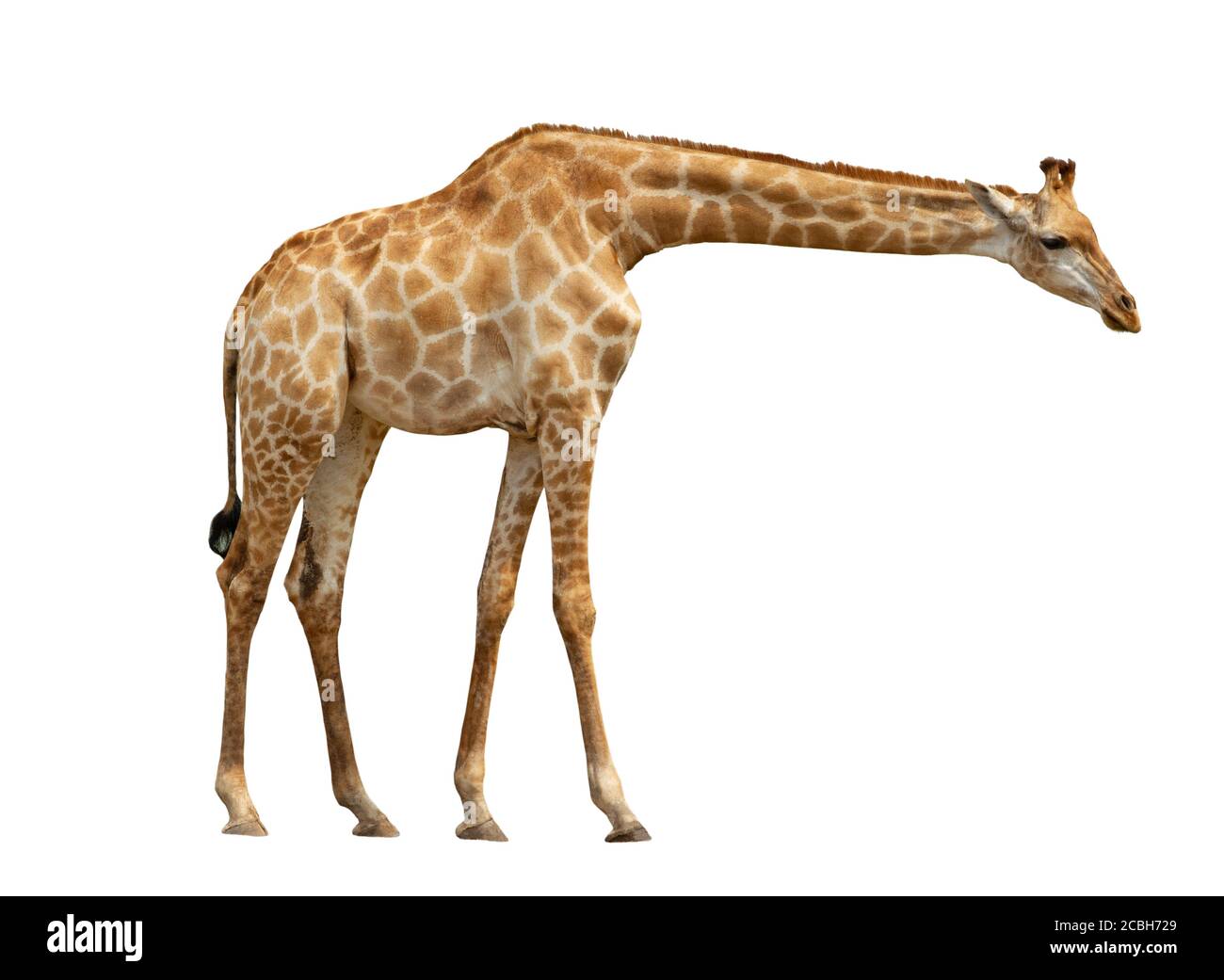 Giraffe isolated on white background Stock Photo - Alamy