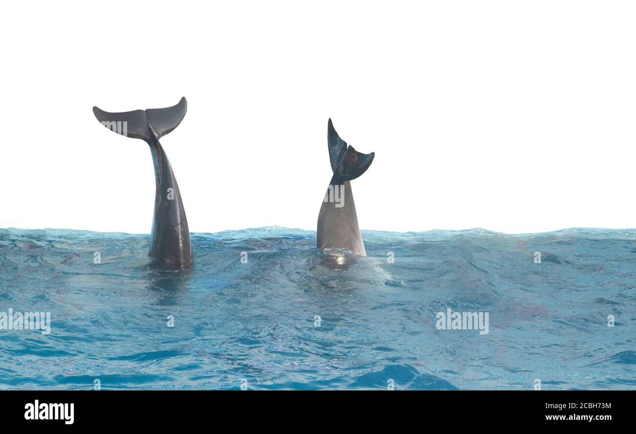 Dolphin Tail Fin Scetch