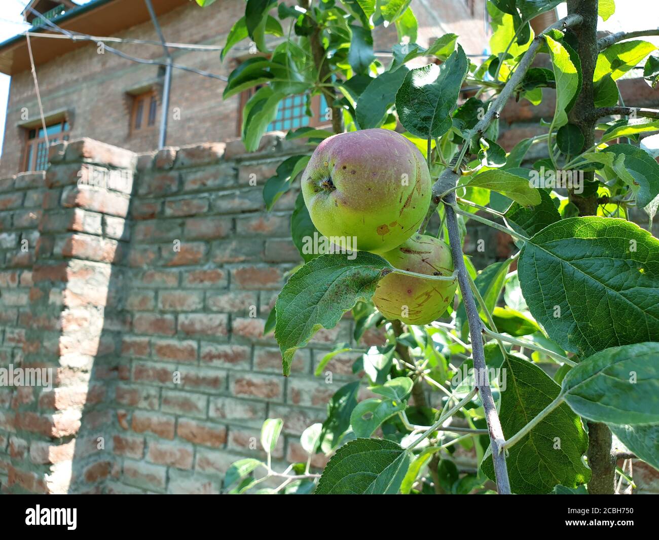 Beautiful Fruit Trees