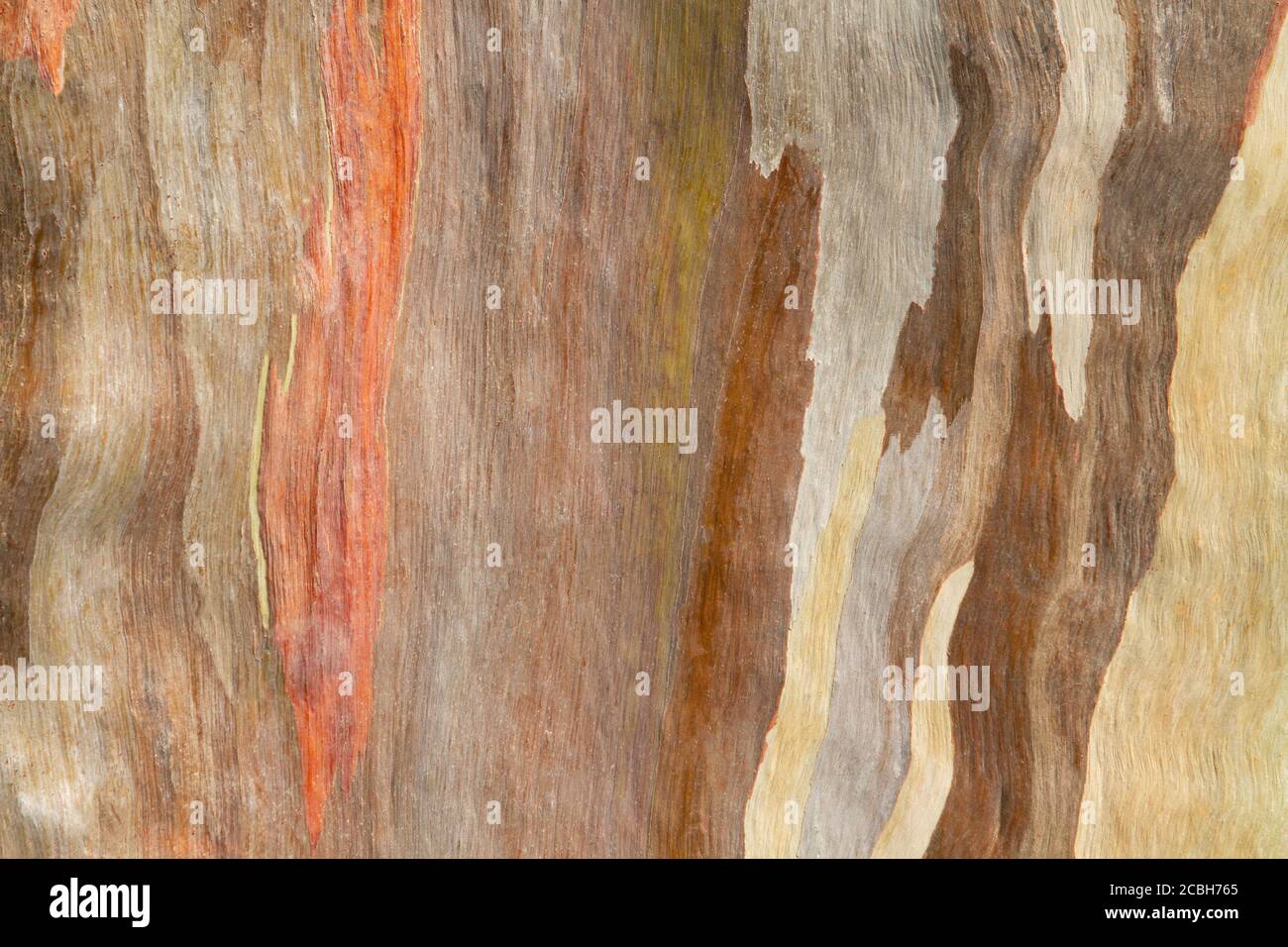 Colorful abstract pattern from Eucalyptus tree bark Stock Photo - Alamy