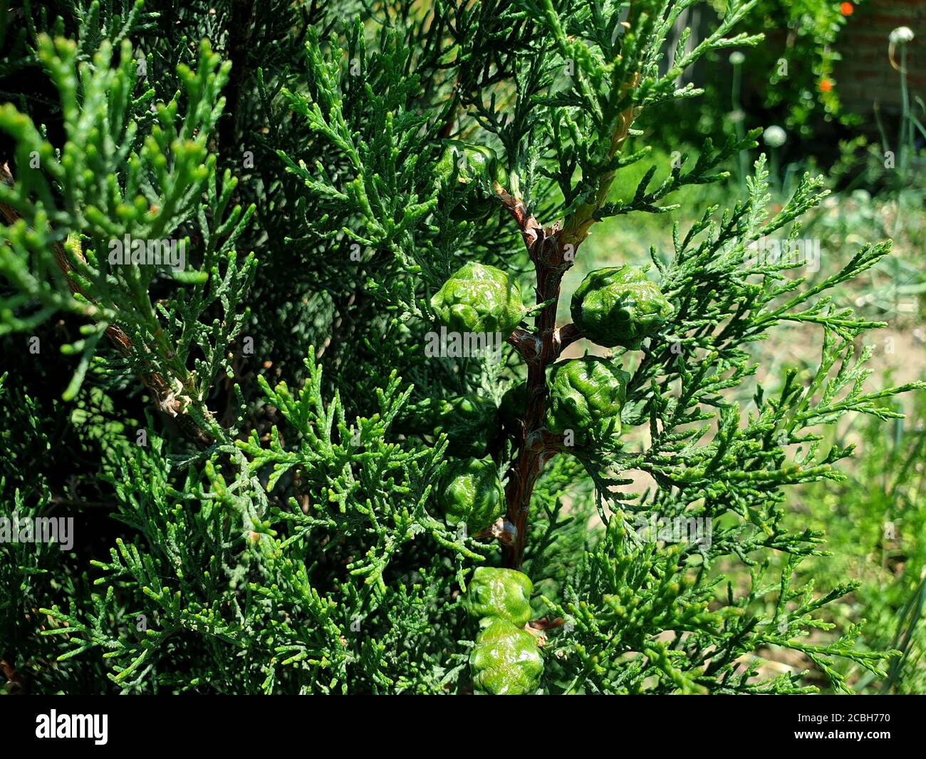 Spring Buds flowers new fruits tree branches greenery and green beauty ...