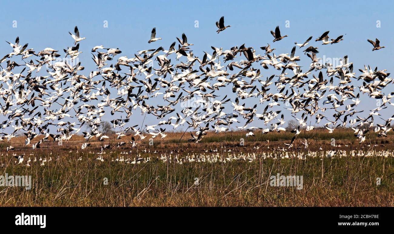 Snow geese also called blue geese take off from marsh in Cameron ...
