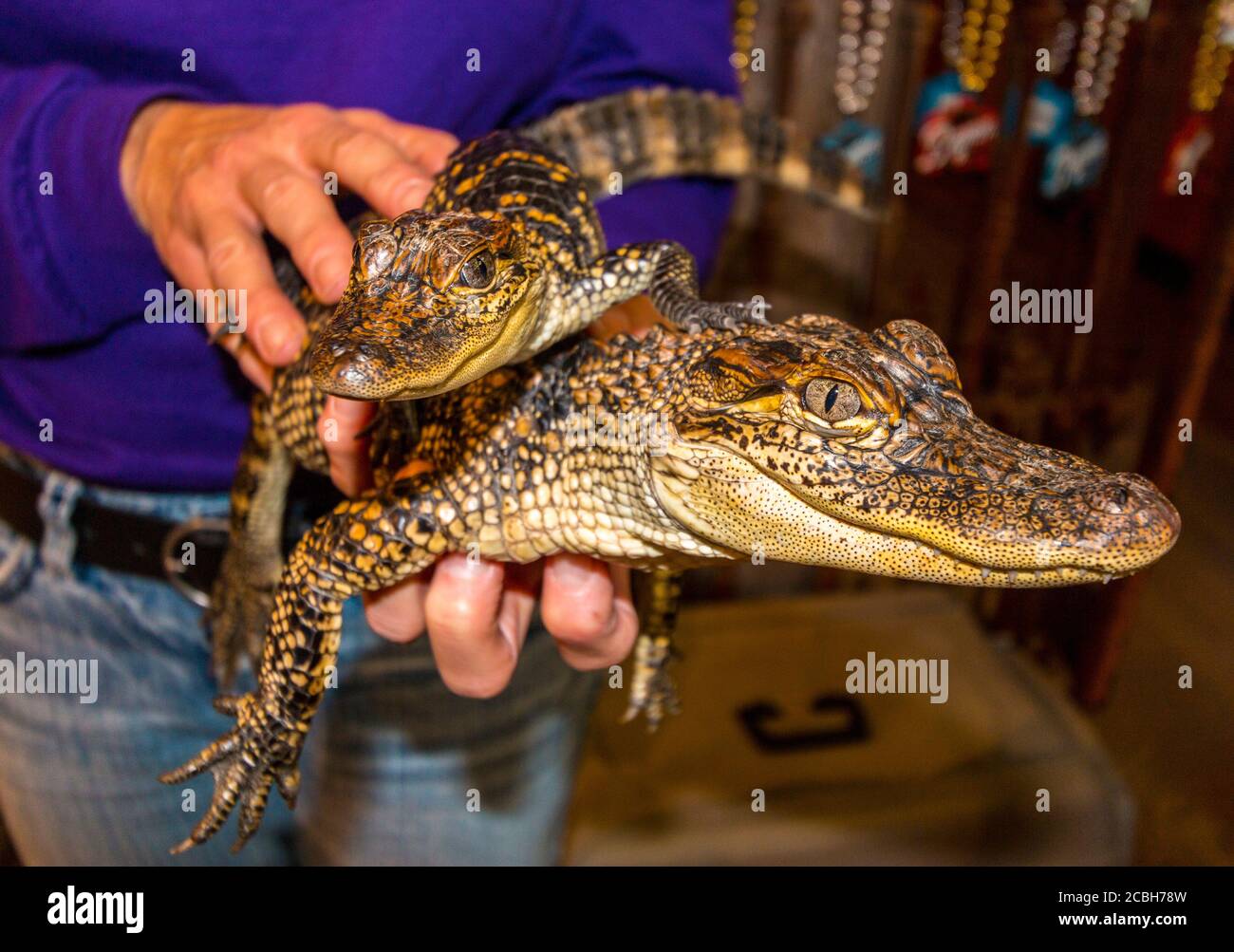 Gator chateau hi-res stock photography and images - Alamy
