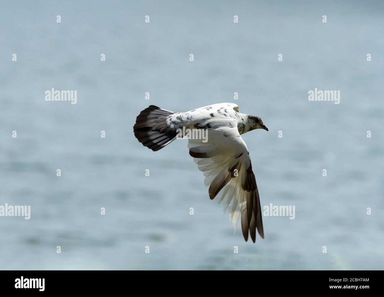 Pigeon in flight over ripple water background Stock Photo - Alamy