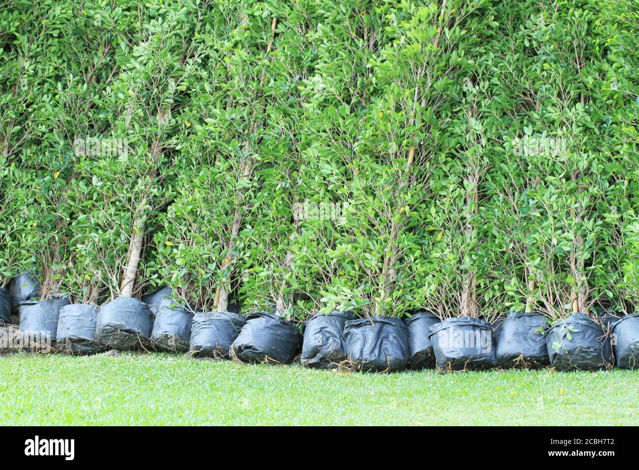 Black plastic bag tree hi-res stock photography and images - Alamy