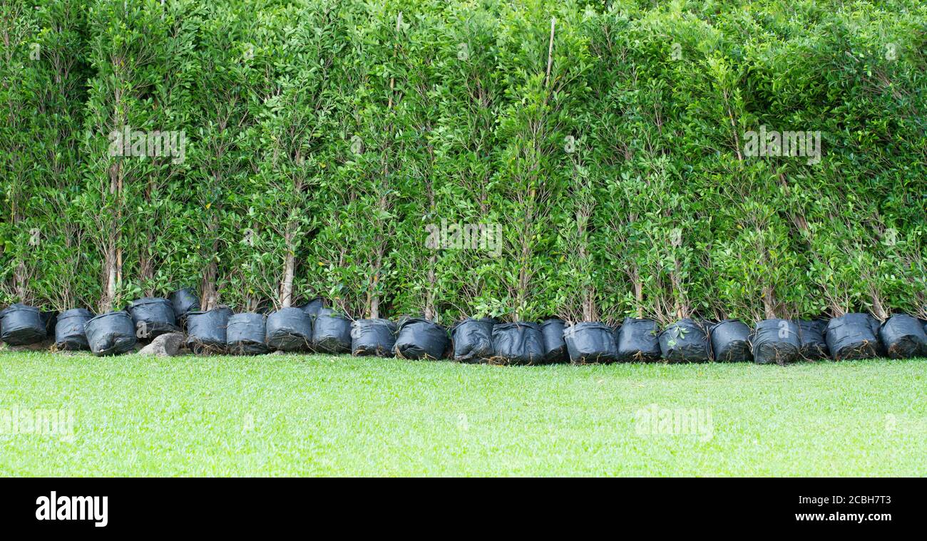 Black plastic bag tree hi-res stock photography and images - Alamy