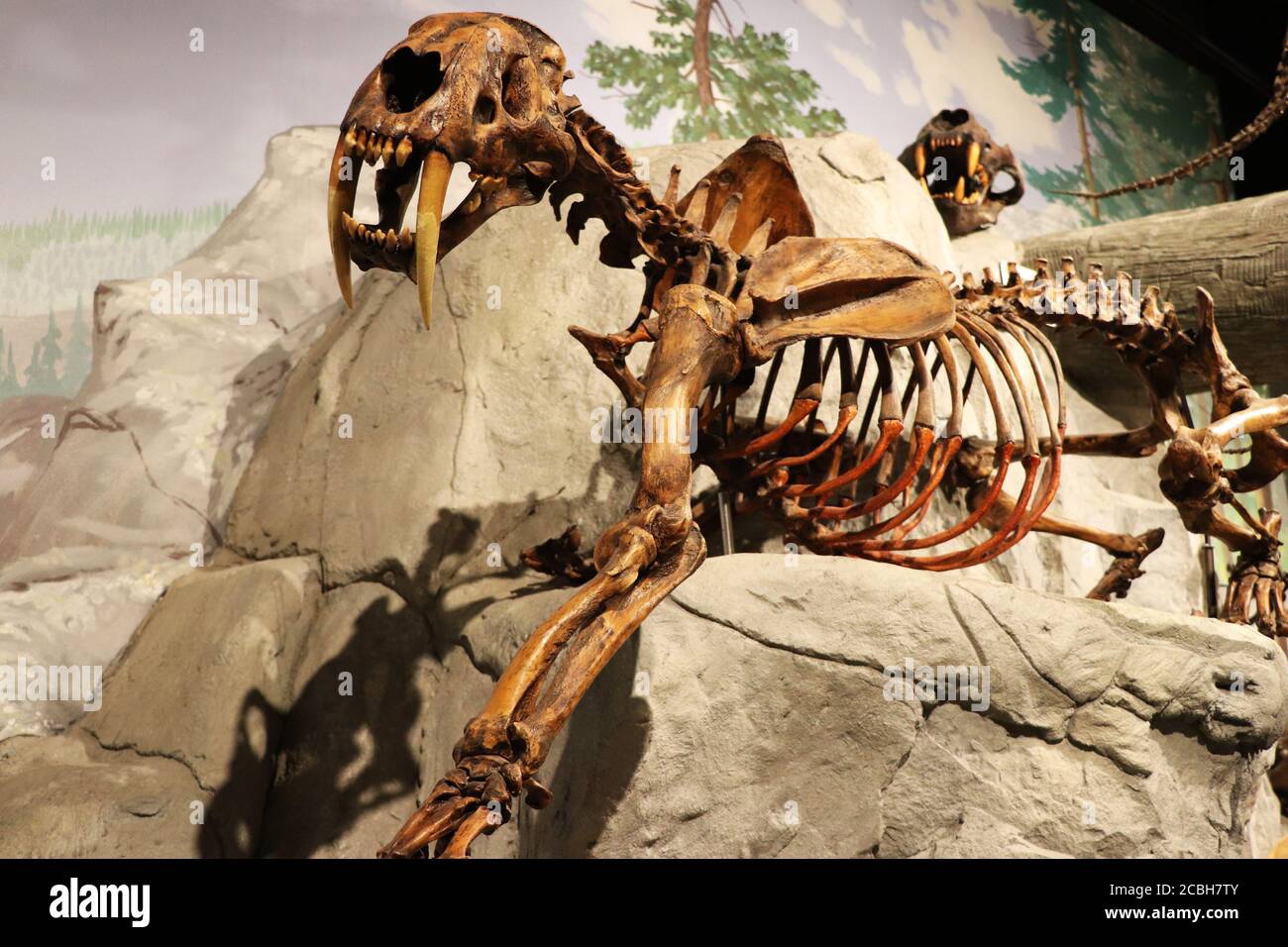 Saber tooth tiger hi-res stock photography and images - Alamy