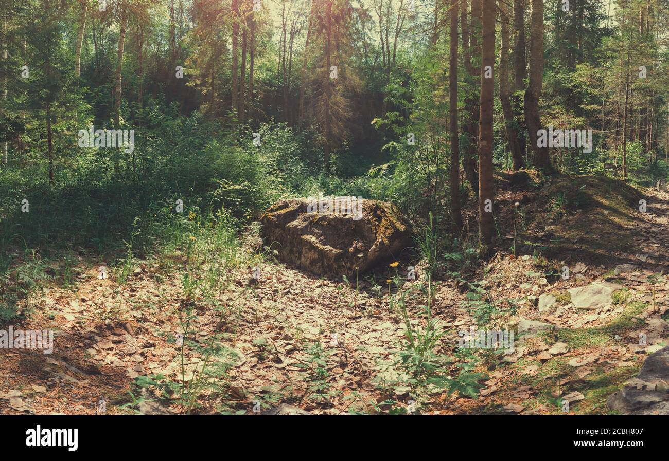 Overgrown by green leaf trees hi-res stock photography and images - Alamy