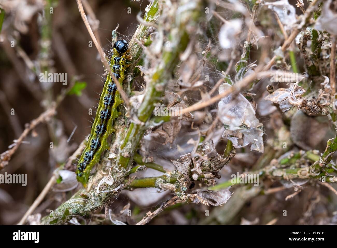 Box Blight High Resolution Stock Photography and Images - Alamy