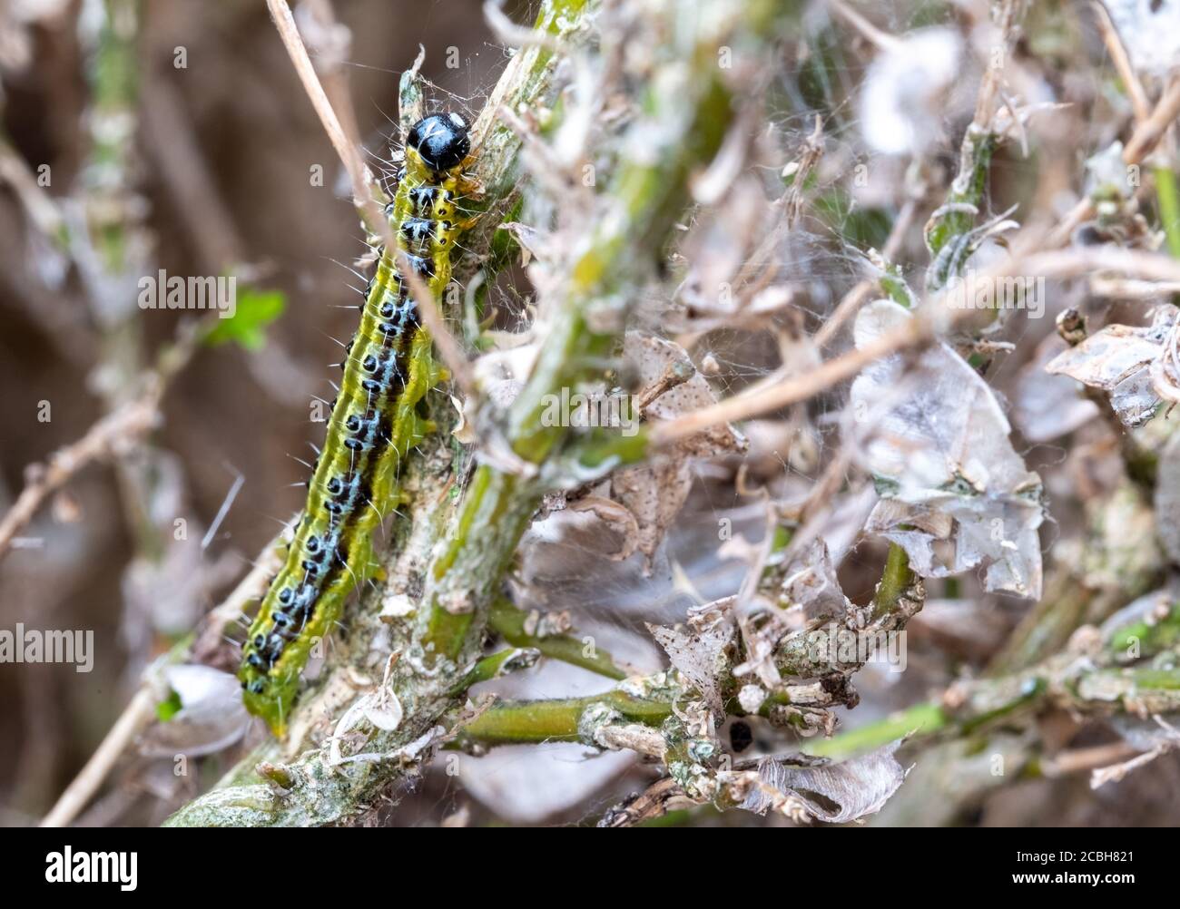 East Asian box hedge caterpillar eats its way through a box hedge ...