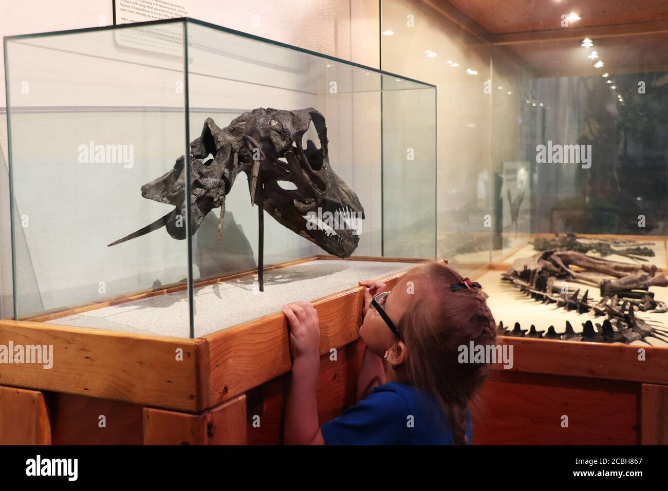 Child admiring a dinosaur skull in a display case at the museum in Lehi ...